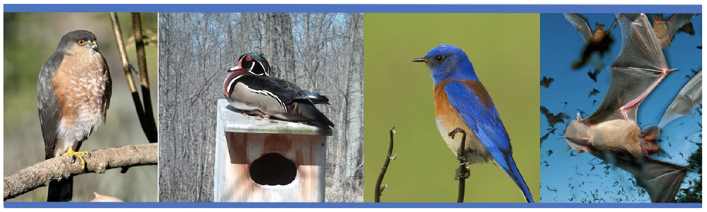 Bird & Bat Wildlife Structures | Roots | ledger.news