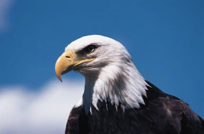 Eagle Viewing Boat Tours at Pardee & Camanche Reservoirs 2024 | On the ...