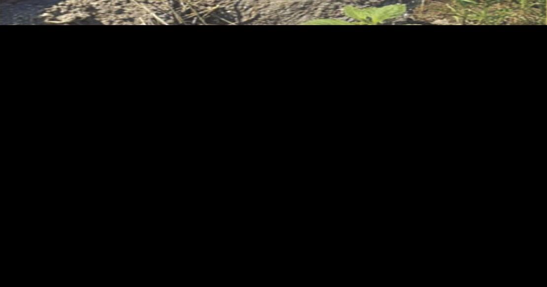 New Christian Novel Filled With Adventure | Roots | ledger.news