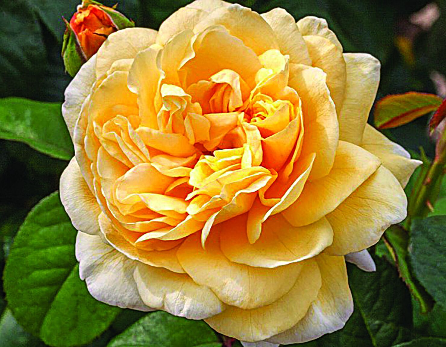 Mother Lode Rose Society Rose Auction — Saturday, March 14th | On the ...