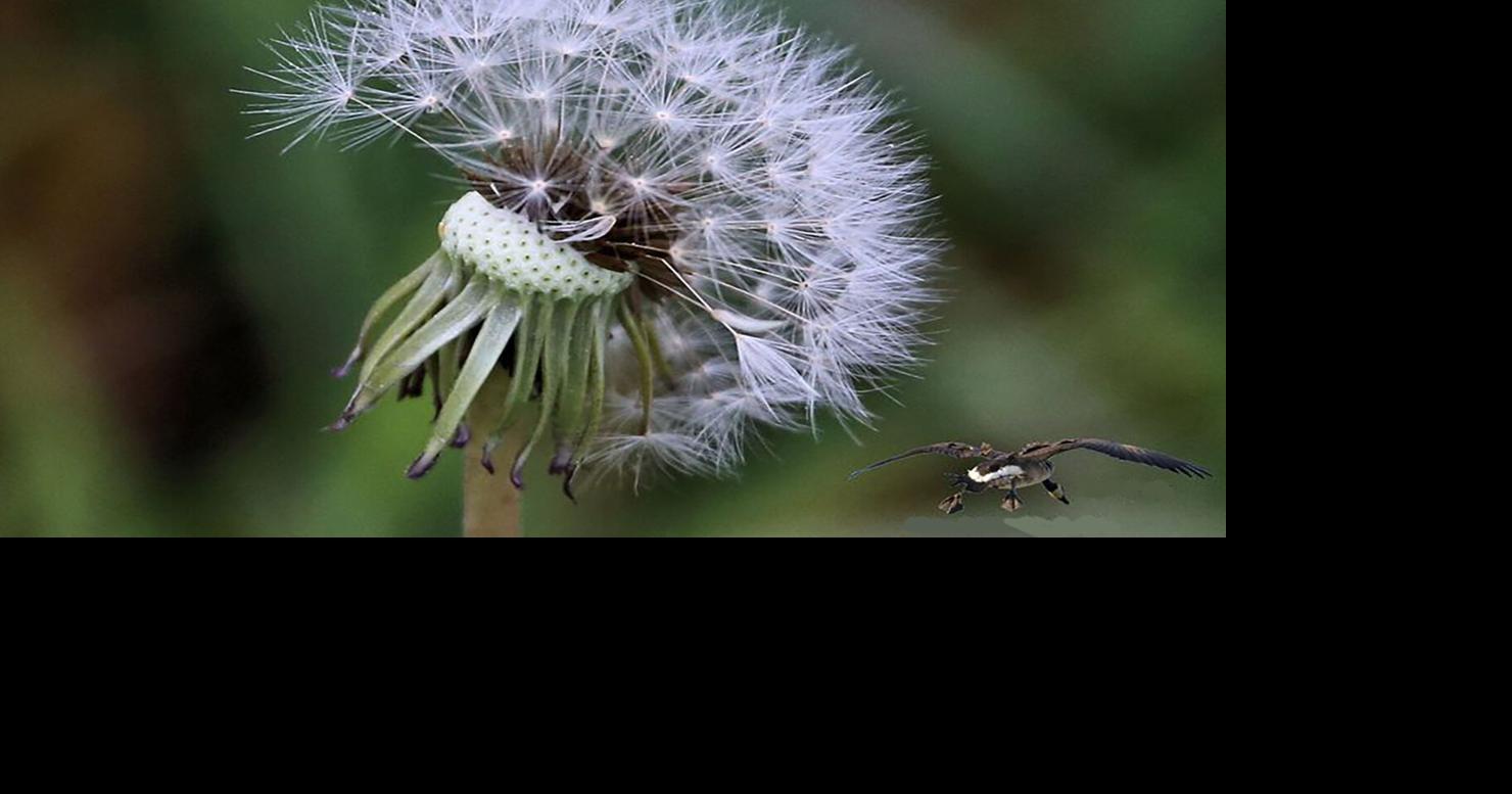 Rivers & Rhymes: Dandelion Days Ode to the Dandelion | Roots | ledger.news