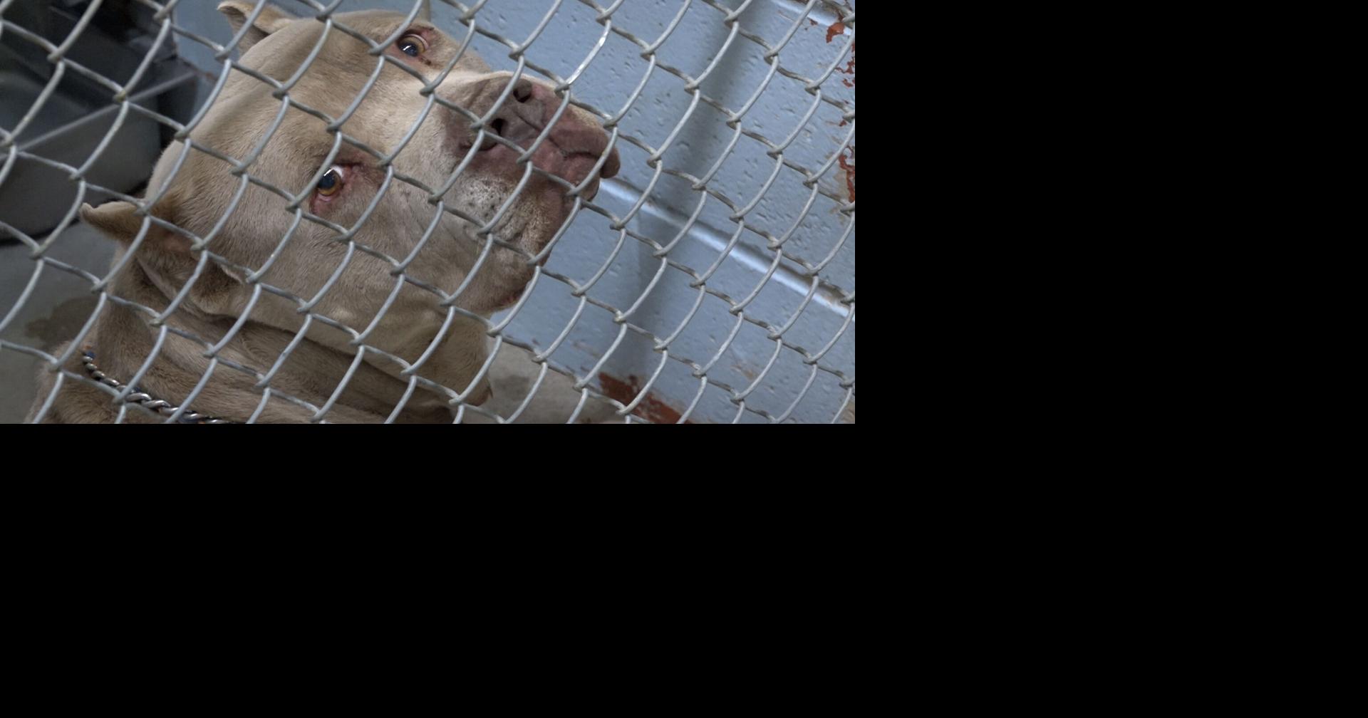 St. Joseph Animal Shelter still full | Government | legacy.newspressnow.com