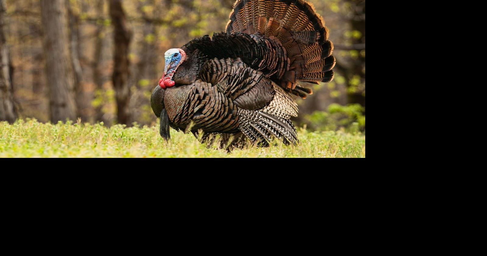 MDC sets deer and turkey hunting dates for 2025-2026 seasons ...