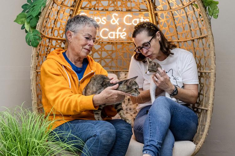 Cups & Cats Cafe to open in downtown Charleston, WV | News ...