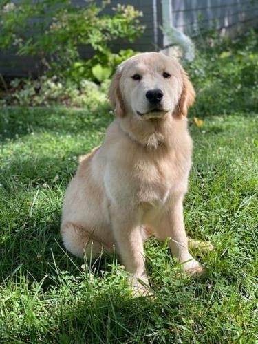 Therapy dog added to staff at GVMS | News | lincolnjournal.com