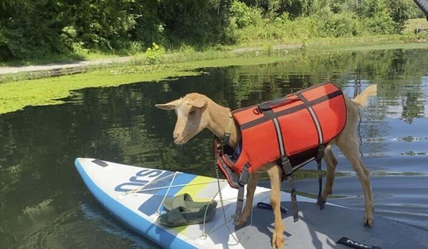 More than just a farm animal, Maggie loves paddle boarding | Lincoln ...