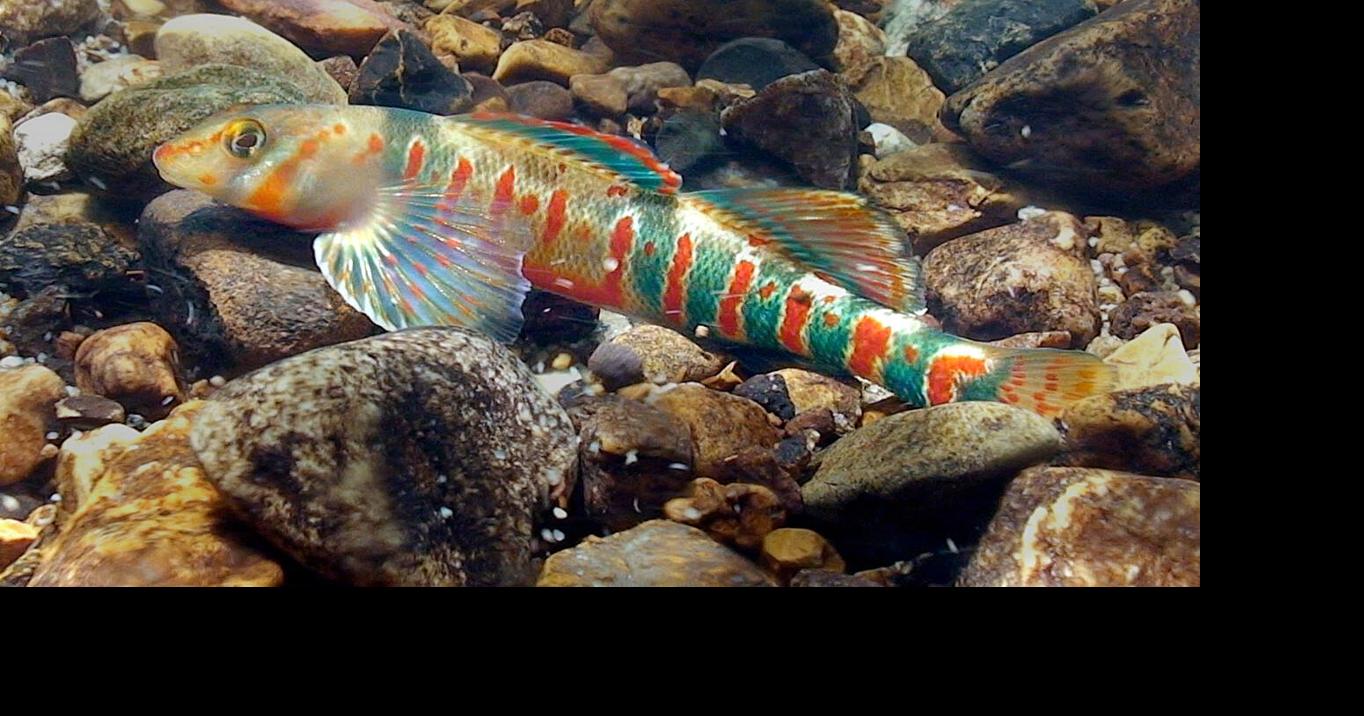Protection for yellow-spotted salamander, candy darter fish | Lincoln ...