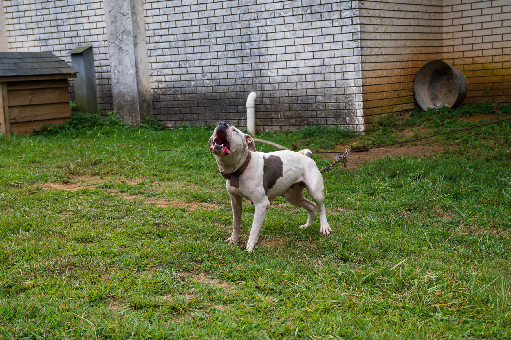 Church ministry builds enclosures for chained dogs | News ...