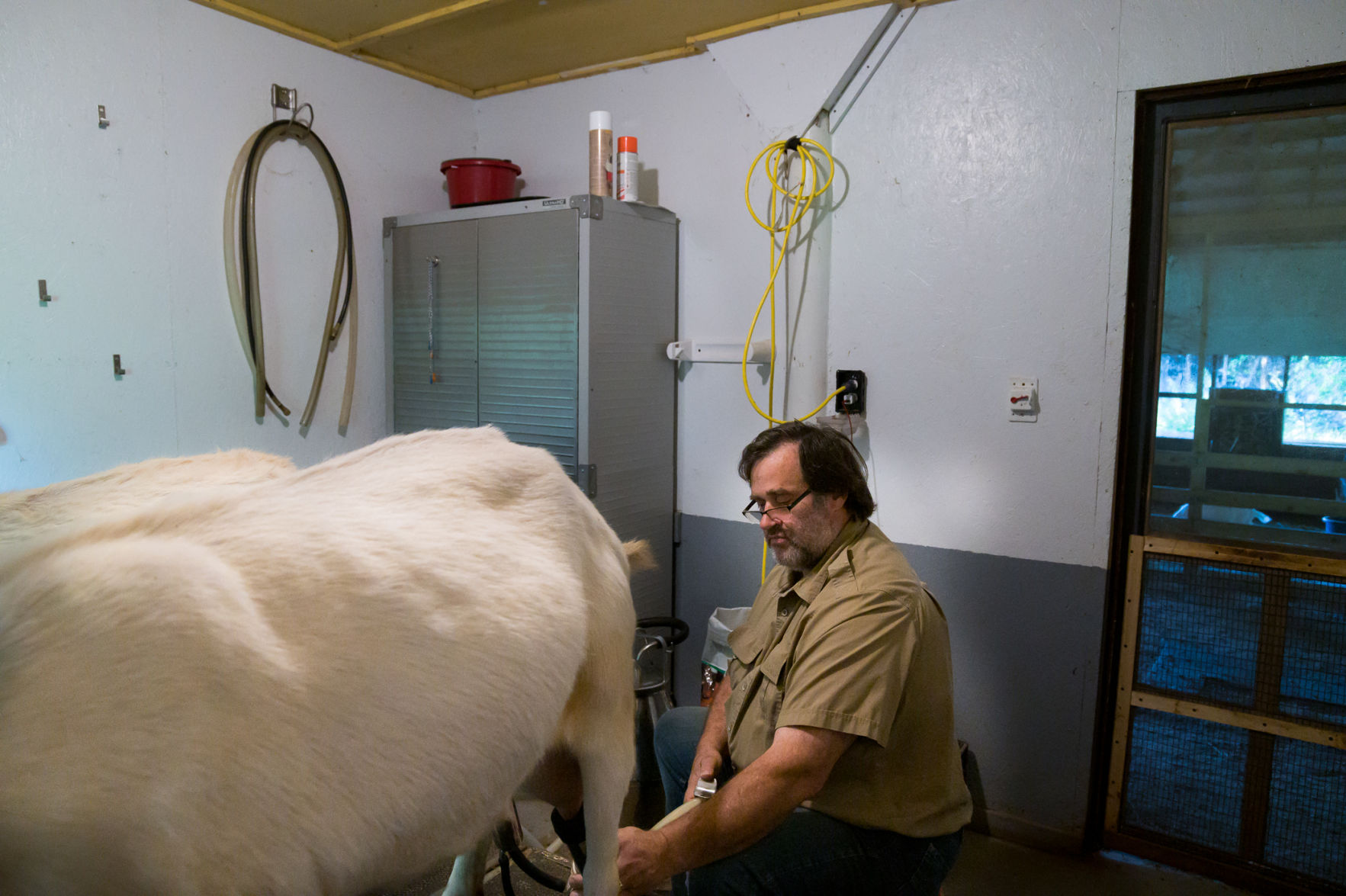 Vale couple innovating at Blue Goat Dairy Farm | News ...