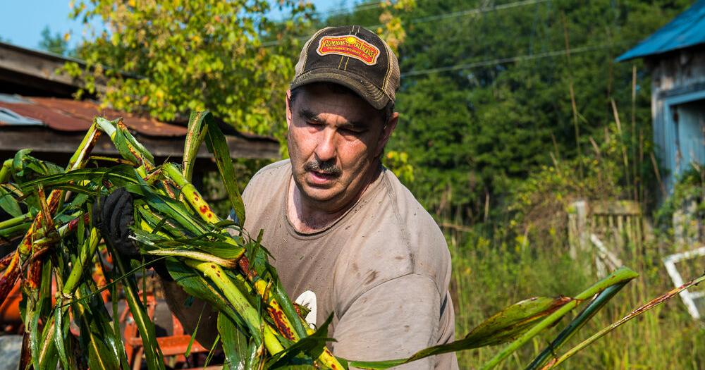 A sweet tradition continues in Lincoln County: Ellis Farm sorghum syrup ...