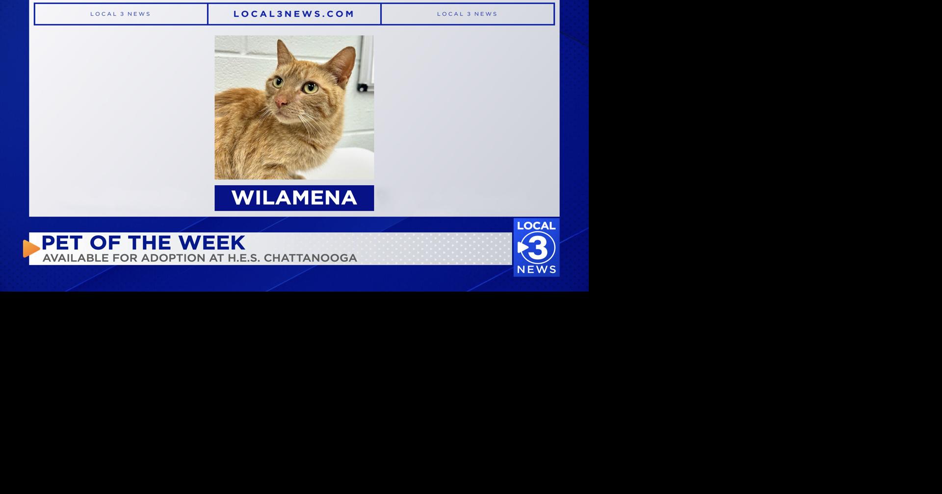 Meet Winking Wilamena, the Rare Ginger Beauty Cat | Pet of the Week ...