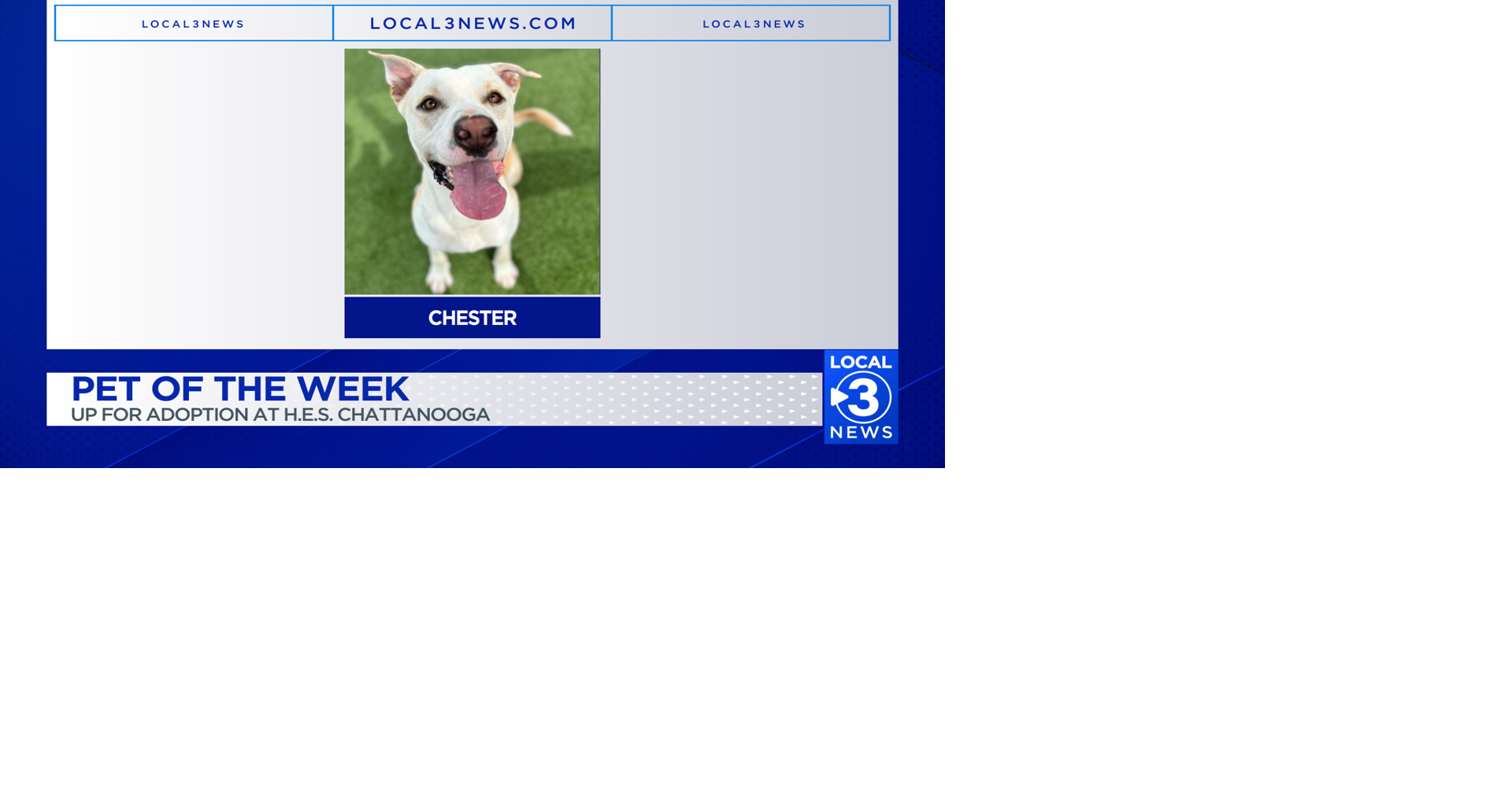 Meet Chester, a Sweet 2-Year-Old Pittie Mix at HES | Pet of the Week ...