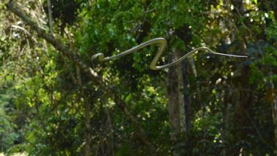 gliding snake