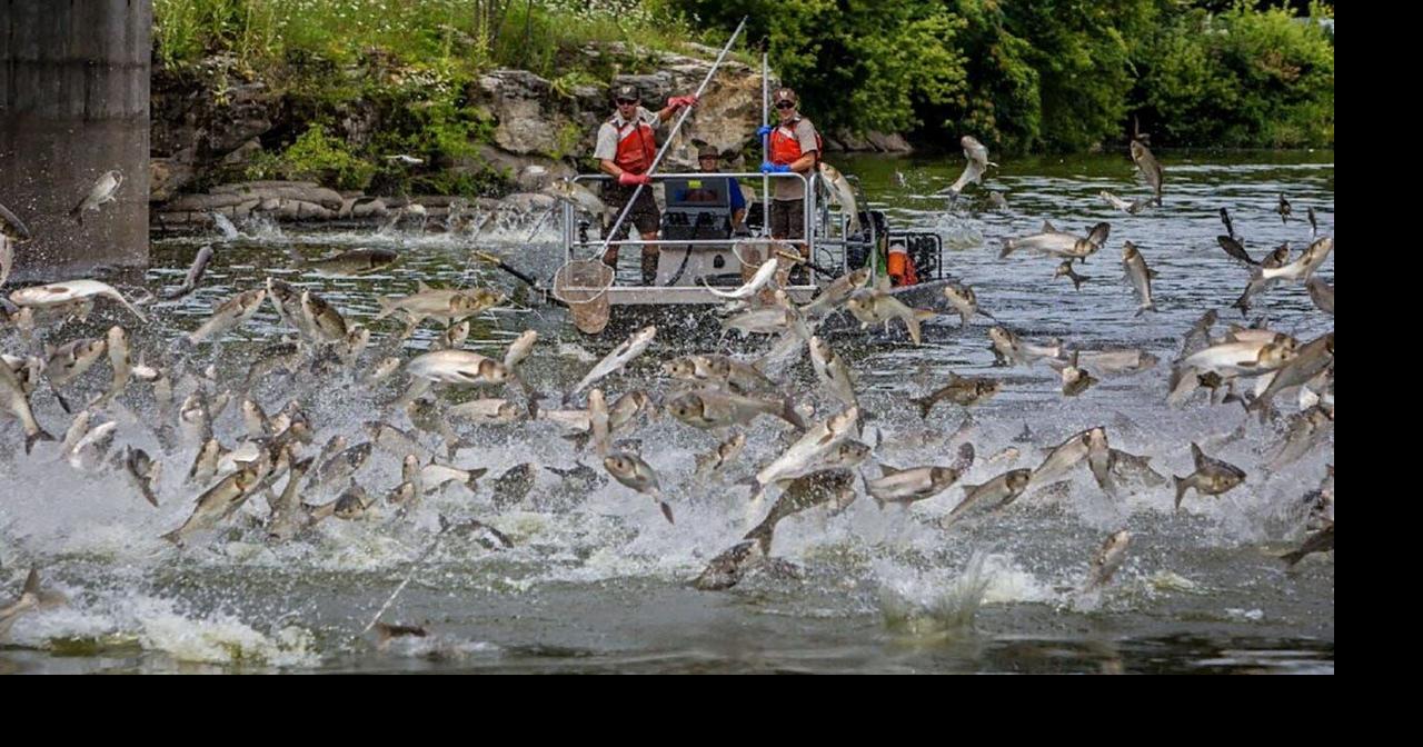 Worries over racism, waterways inspire push to rename fish ...