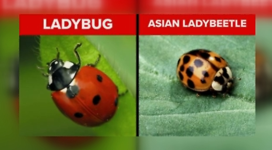 Dont Mistake Ladybugs For Asian Lady Beetles Local News