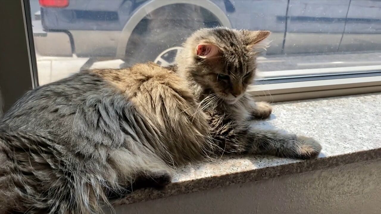 Men Behind The Sun Cat