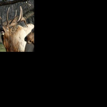 Tennessee Elk quota hunt applications open until Feb.22 | Tennessee ...