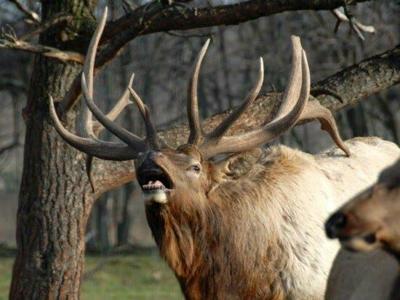 Tennessee Elk quota hunt applications open until Feb.22 | Tennessee ...