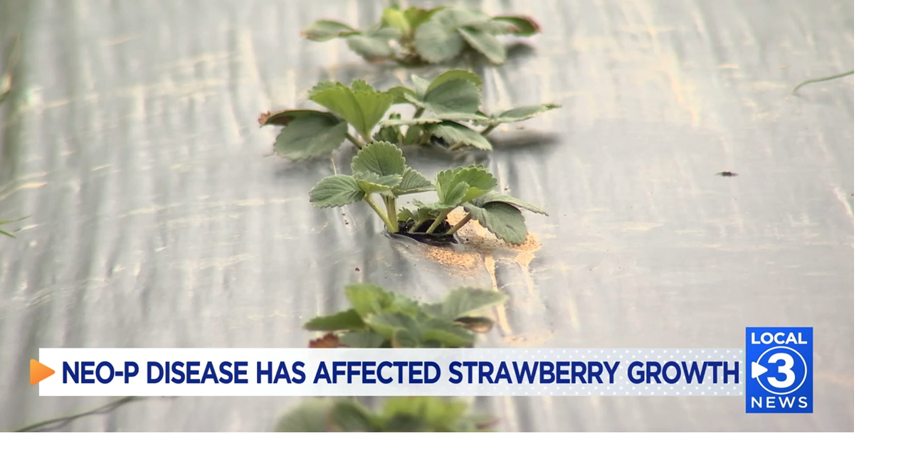 Impact of Neo-P Disease on Strawberries at Aubie Smith Farms | Local ...
