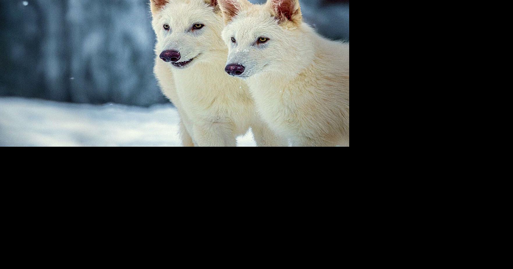 Dire Wolf Cloning Breakthrough | Regional/National Headlines | local3news.com