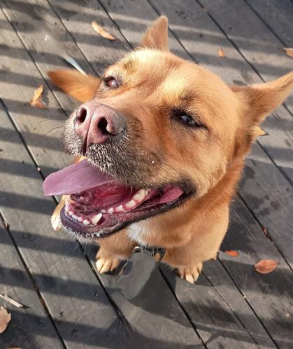 Meet Harper, Our Pet of the Week at HES | Pet of the Week | local3news.com