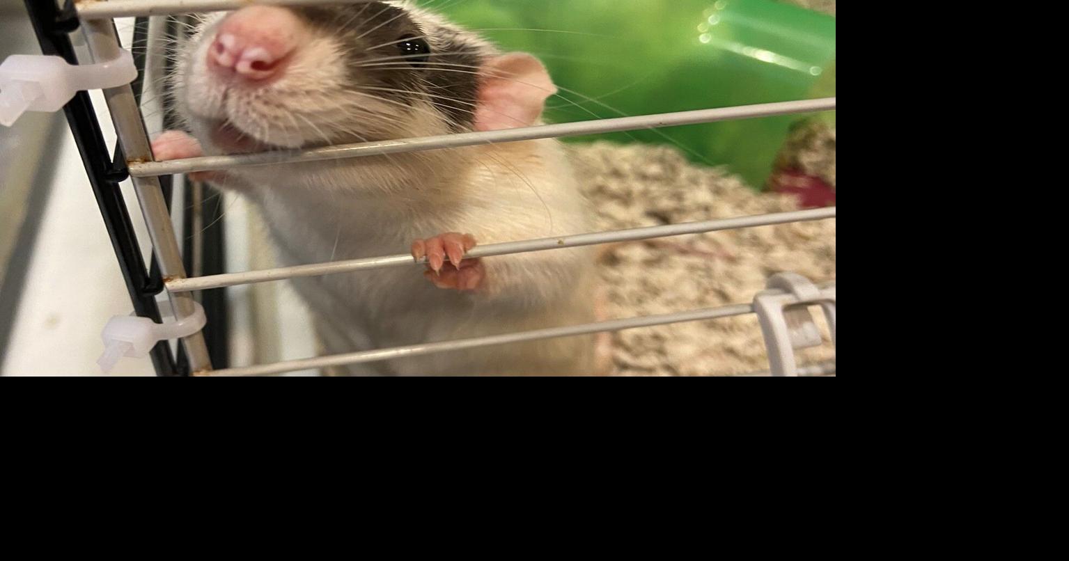 McKamey Animal Center takes in rats and mice from massive animal ...