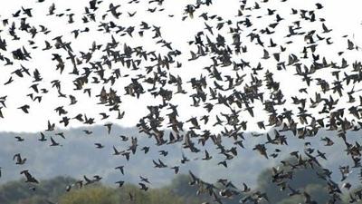 Tennessee Dove Season Opens September 1st | | local3news.com