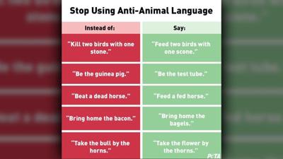 PETA offers replacement sayings for the 'anti-animal language' in daily ...