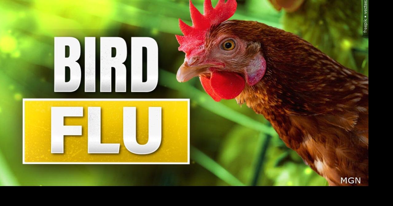 Bird Flu Detected in Georgia Poultry Flock | Local News | local3news.com