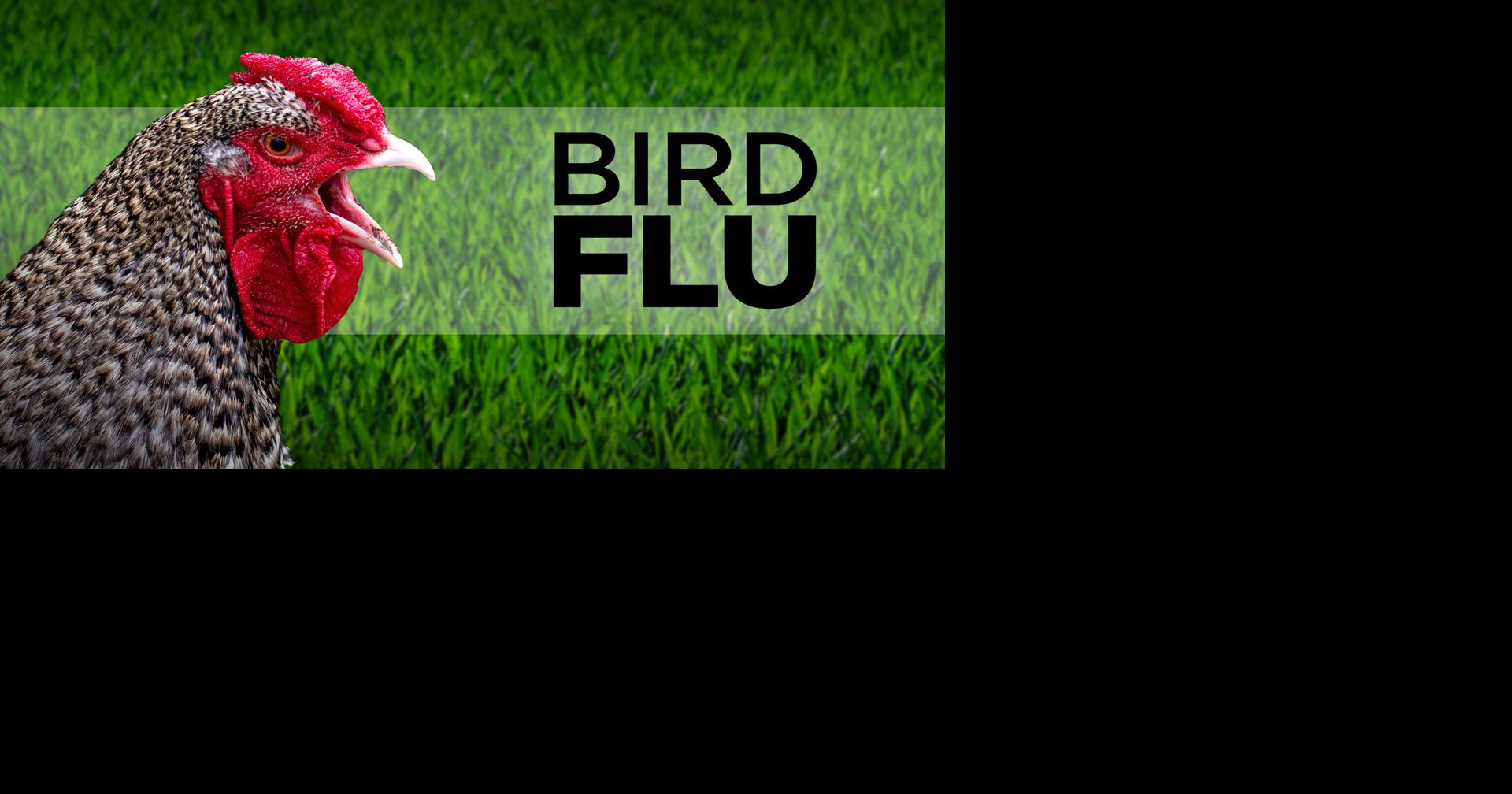 bird flu