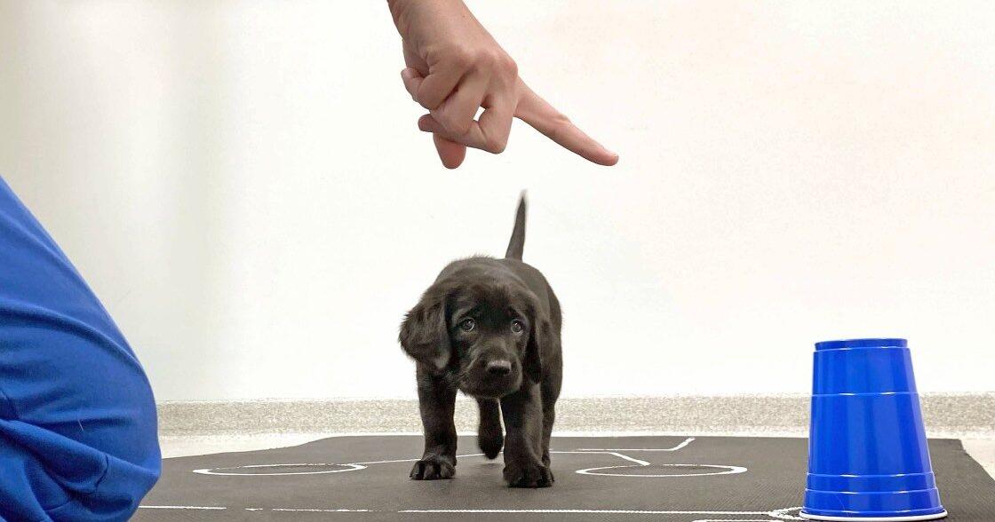 Dogs born with innate ability to understand human cues, study shows ...