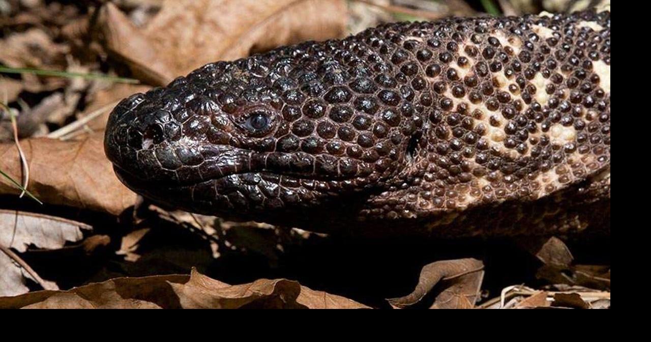 One of the world's rarest reptiles welcomed at the Atlanta Zoo ...