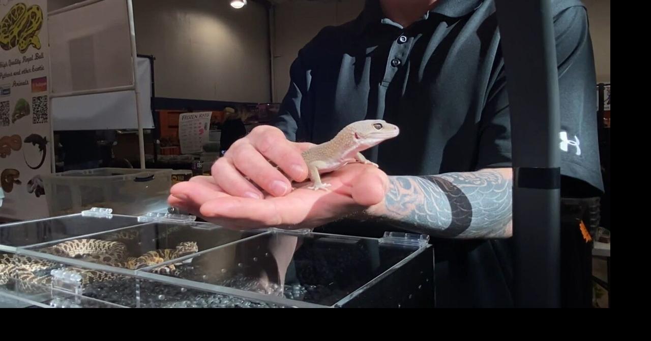 Show Me Reptile & Exotics Show breaks down stigma around owning exotic ...