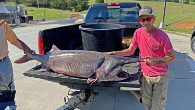 REELING IN HISTORY: TN man reels in record-setting paddlefish | Local ...
