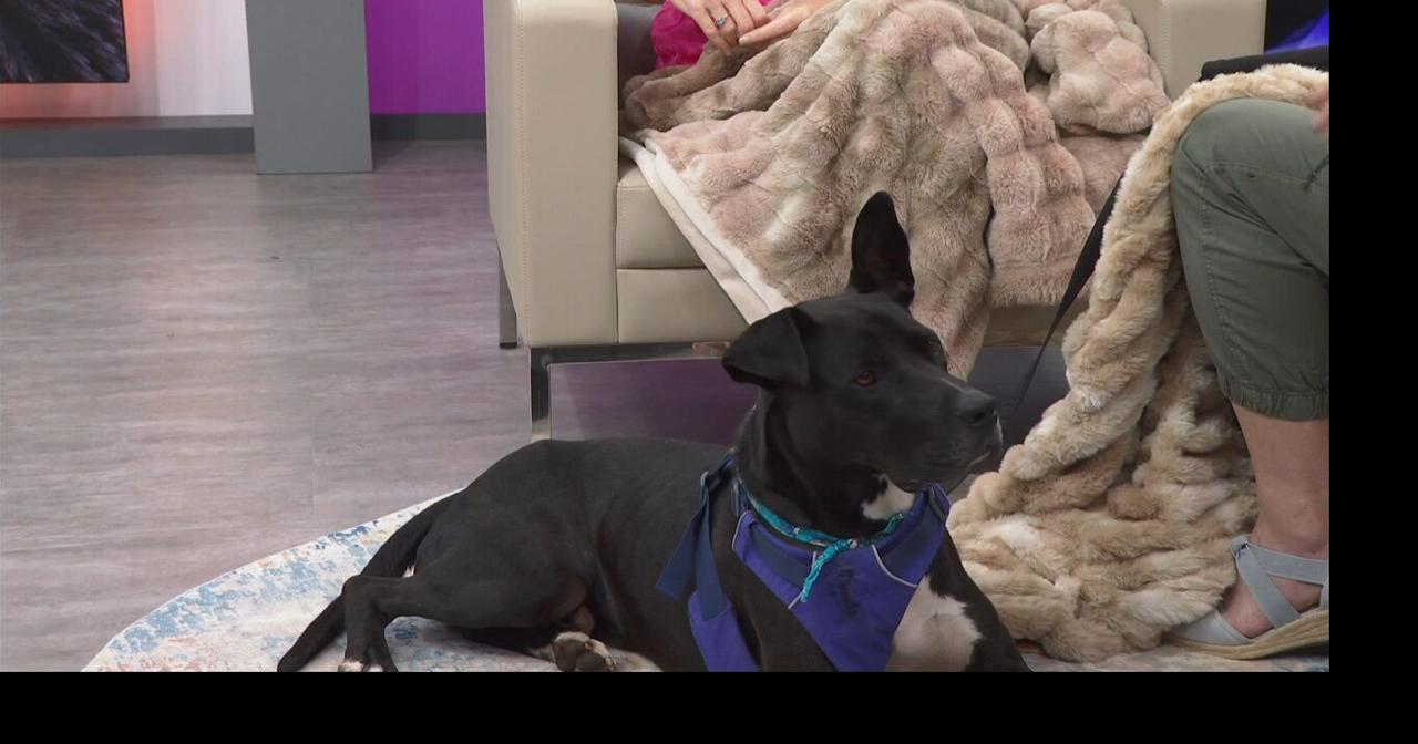 3 Plus Your Pets- Pet Placement Center | Local 3 Plus You | local3news.com