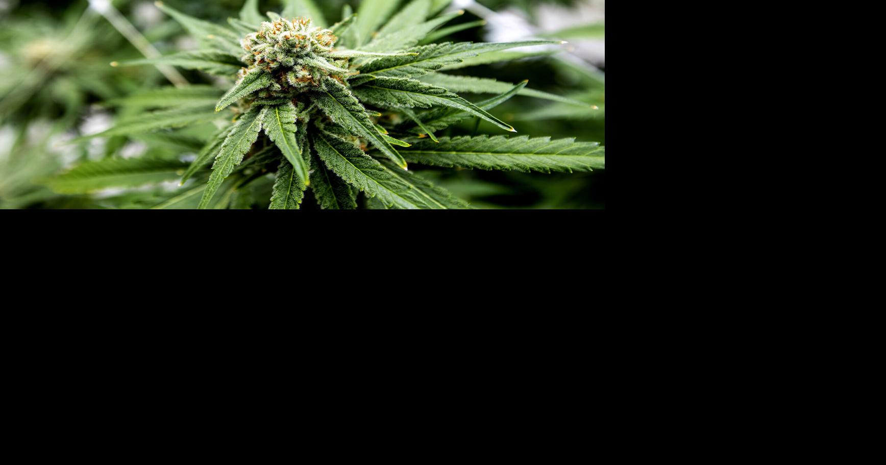 Oklahoma voters will reject legalization of recreational marijuana, CNN projects | Regional ...