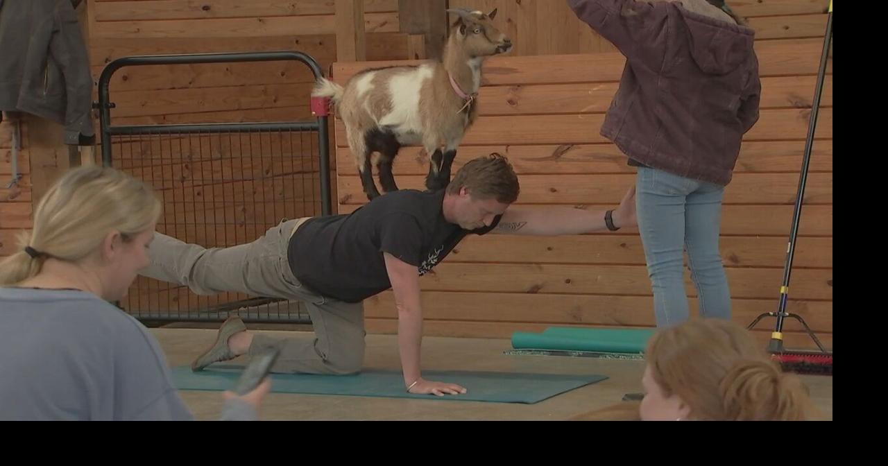 Moser Manor Farms brings 'Goat Yoga' to Chattanooga | Local News ...