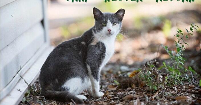 HES announces TNR program | Local News | local3news.com