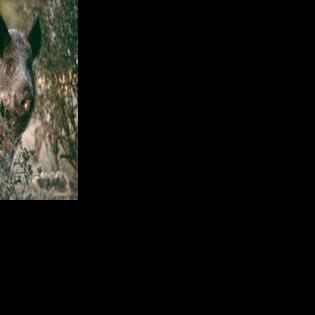 Dogs and hunters slay wild hog in suburban Atlanta | What's Trending ...