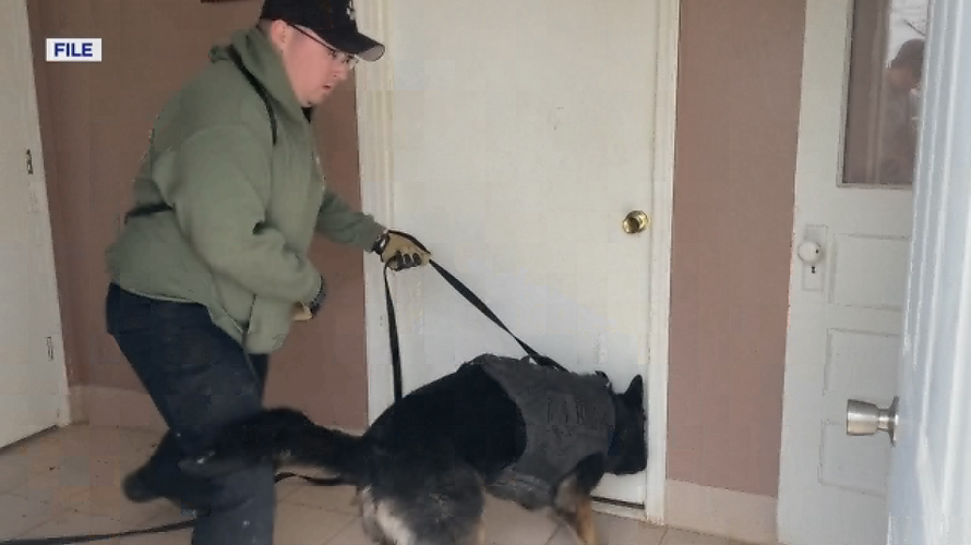 K9 procedures and protocols explained by local police department ...