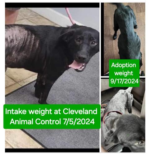 Concern Over Underfed Dogs at Cleveland Animal Control | Local News ...