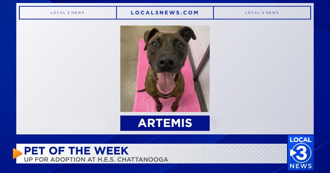 PET OF THE WEEK: Artemis the dog up for adoption at the Humane ...