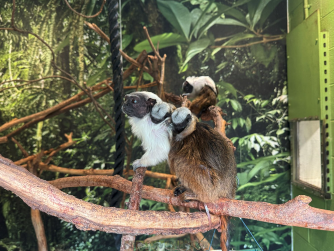 Endangered Pied Tamarins at Chattanooga Zoo | Local News | local3news.com