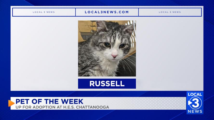 PET OF THE WEEK: Russell the cat up for adoption at the Humane ...
