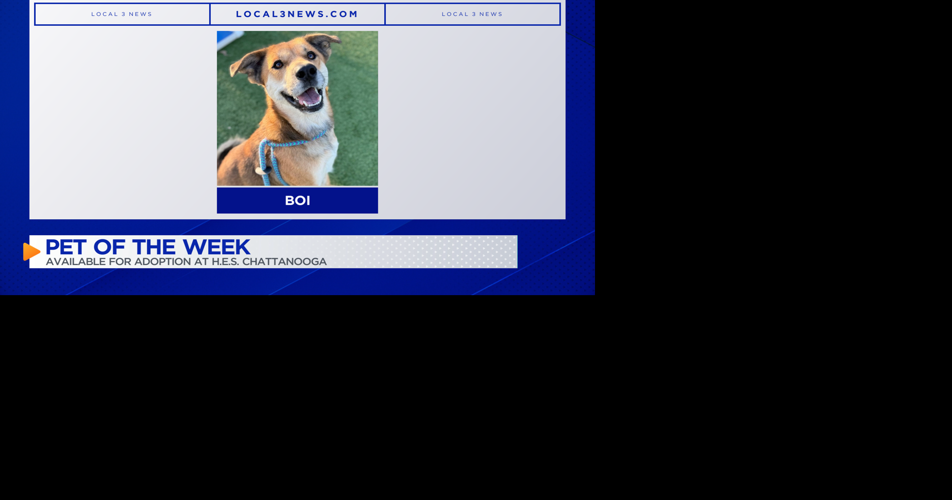 Meet Boi, the Joyful Mixed Breed Available for Adoption | Local News ...