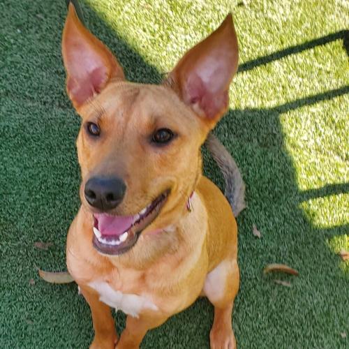 Meet Pharaoh, Our Playful 6-Month-Old Puppy | Pet of the Week ...