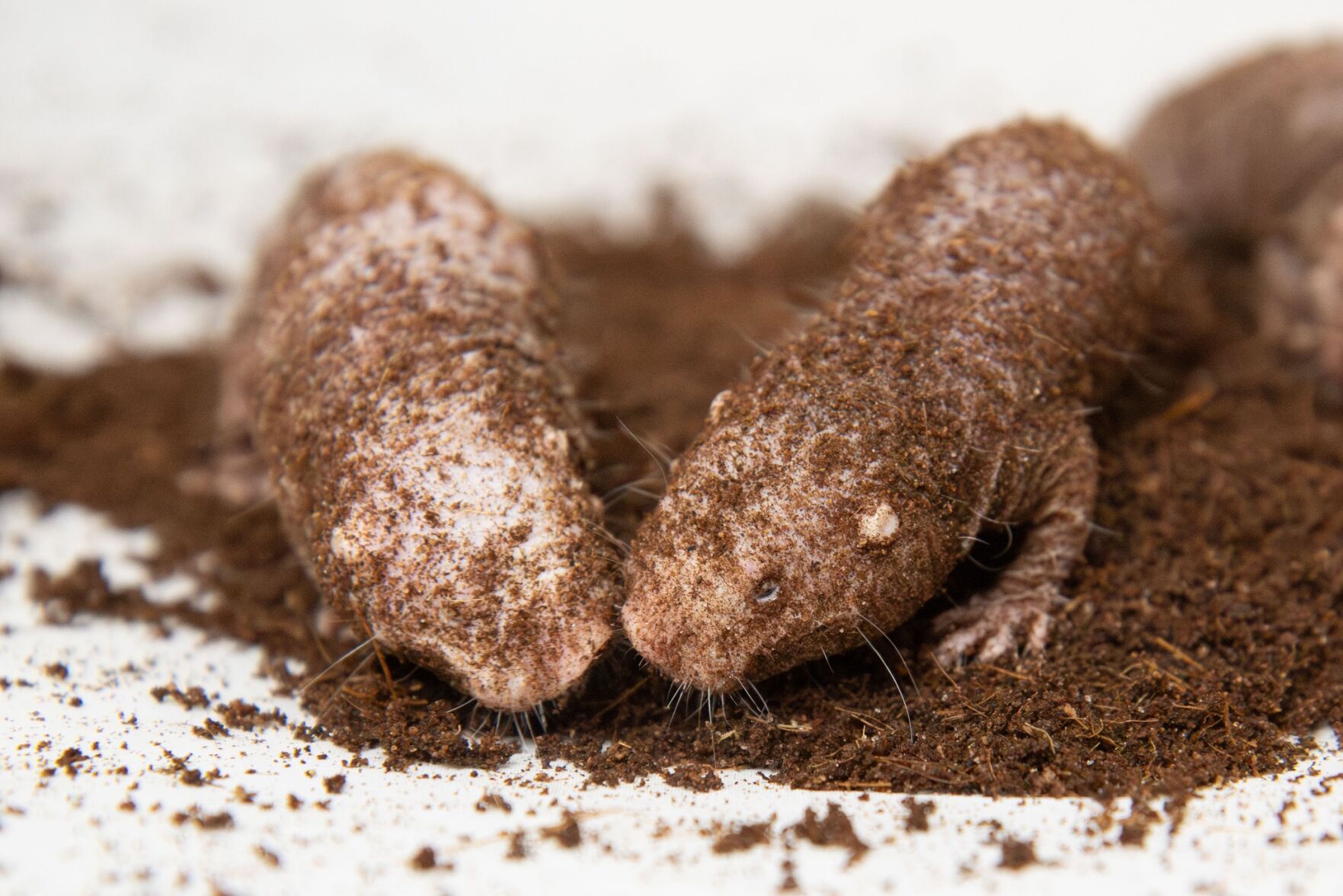 Meet the new colony of 15 naked mole-rats at our zoo | Local News ...
