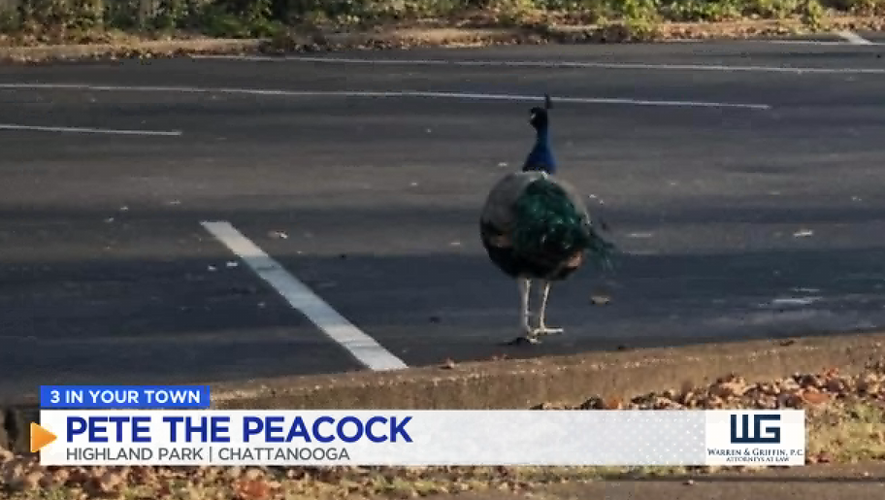 3 IN YOUR TOWN: Former Highland Park resident Pete the Peacock | Local ...