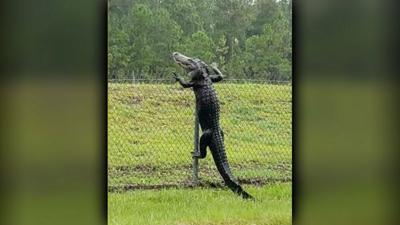 Alligators caught climbing fences and swimming across roads in Florida ...