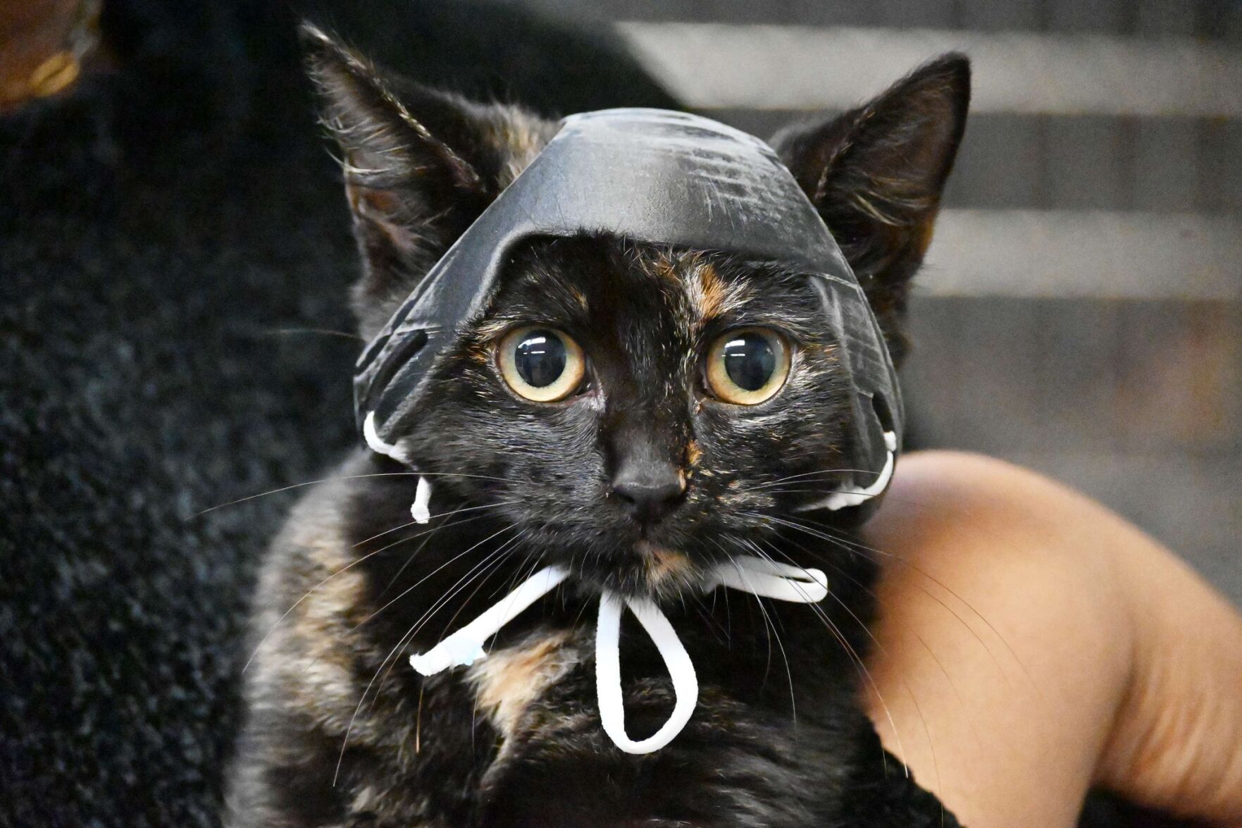 Heartwarming Story of Noggin the Cat's Customized Helmet | Local News ...